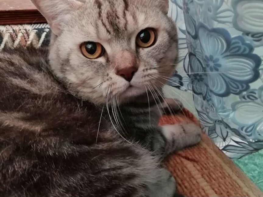 Вязка с британским котом