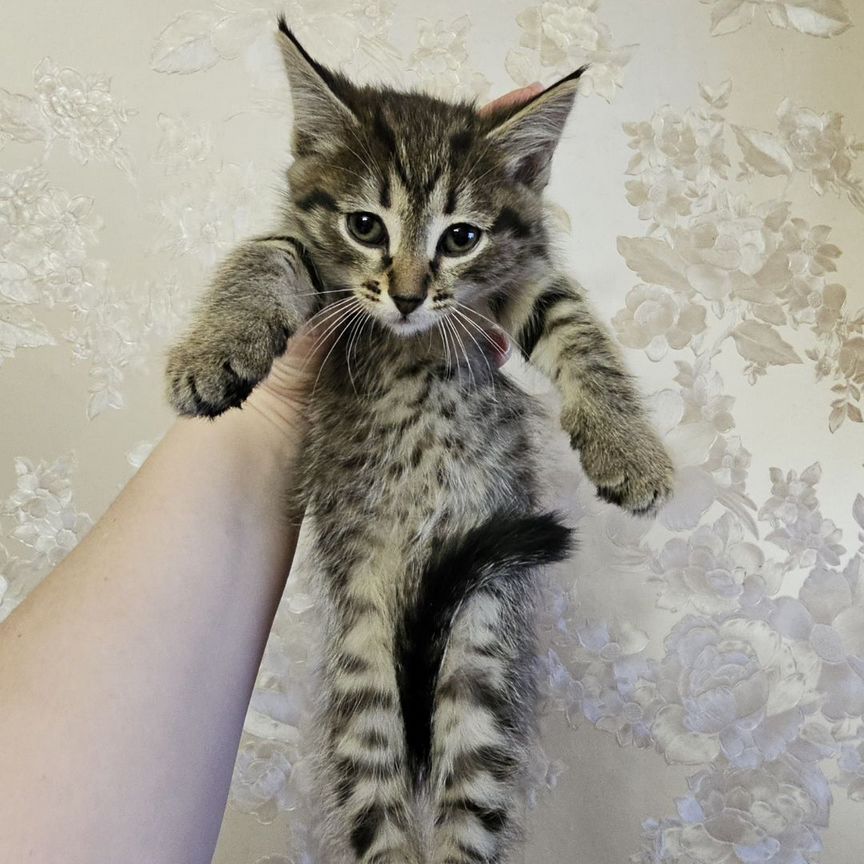 Отдам кошечку в добрые руки