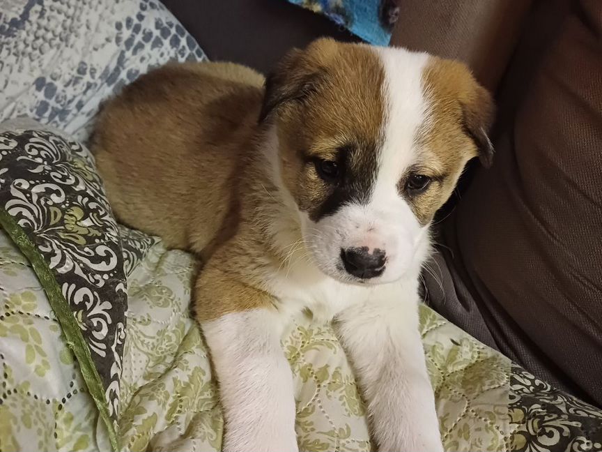 Собака в добрые руки помесь алабай