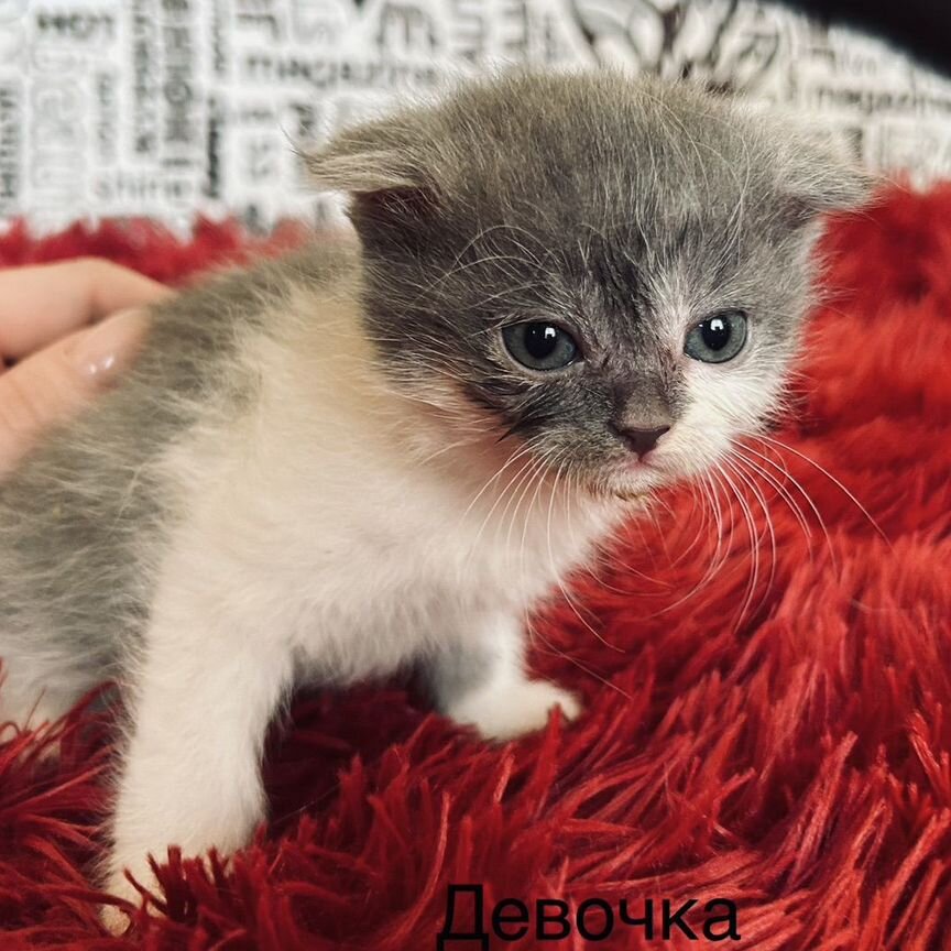 Шотландский вислоухий короткошёрстный котёнок