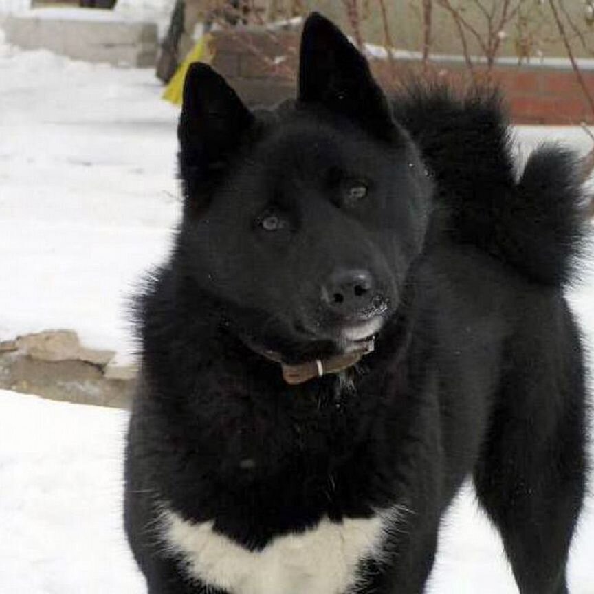 Щенки хаски