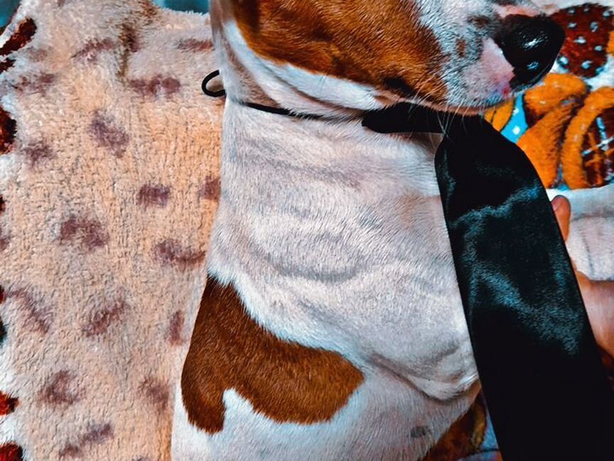 Вязка джек Рассел терьер