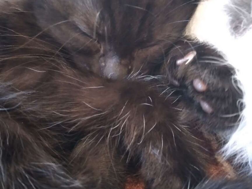 Веслоухий котёнок