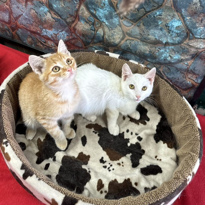 Котята Ванюшка и Олежка в добрые руки