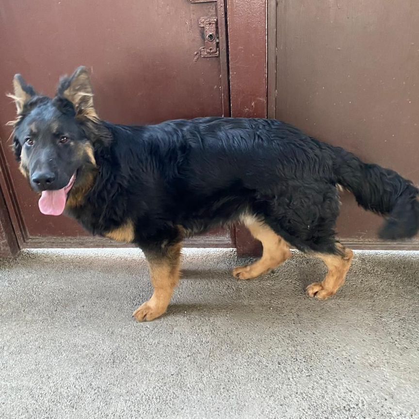 Немецкая овчарка