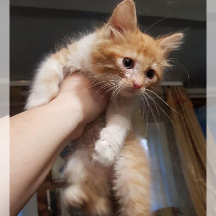 Котёнок в добрые руки