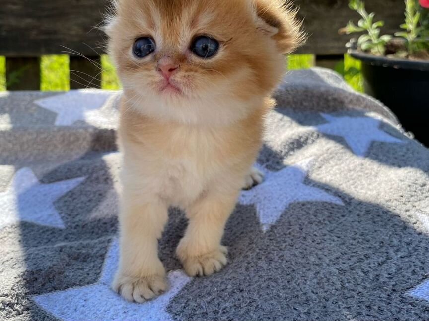 Шотландские котяточки