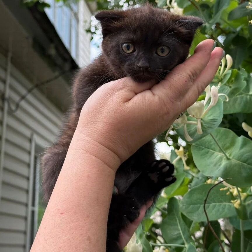 Шотландский вислоухий короткошёрстный котёнок
