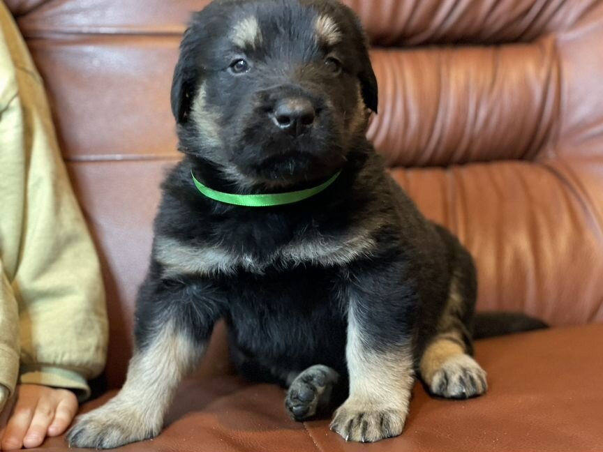 Щенки Бурятской Собаки