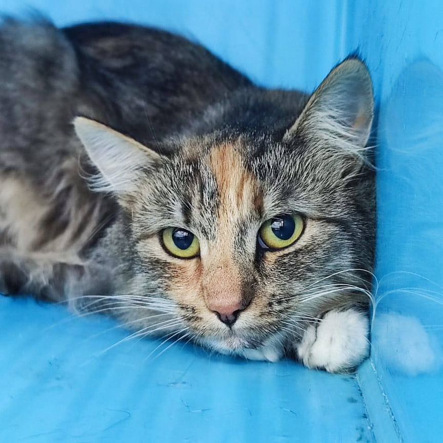 Сибирка на пустые дачи. Мама, заметь