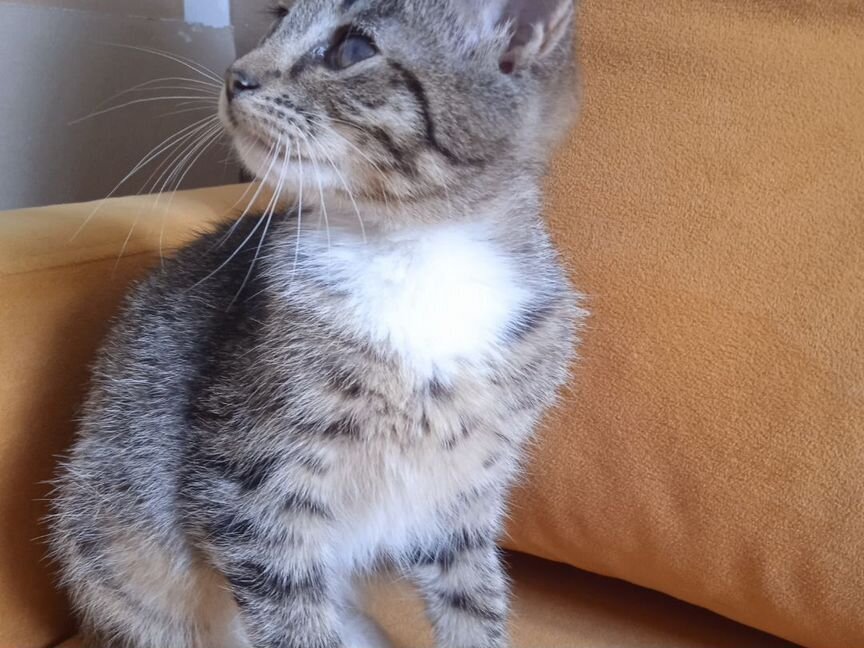 Котёнок нежный ищет дом