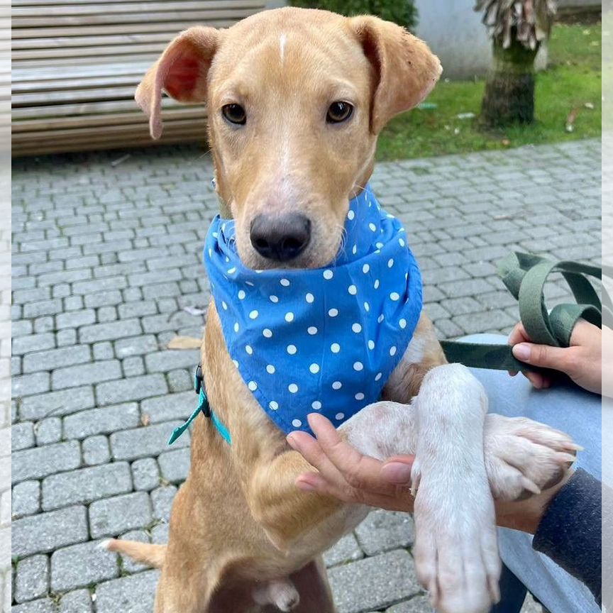 Щенок в добрые руки