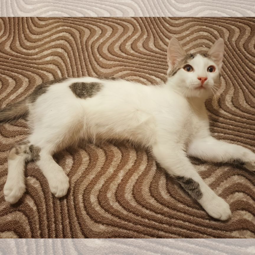 Котёнок в добрые руки