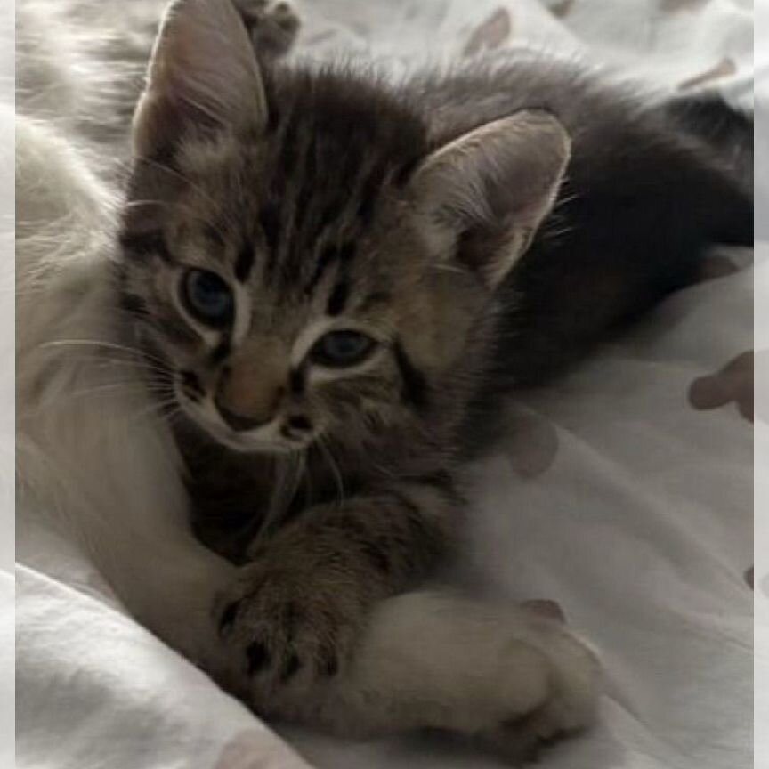 Котёнок в добрые руки