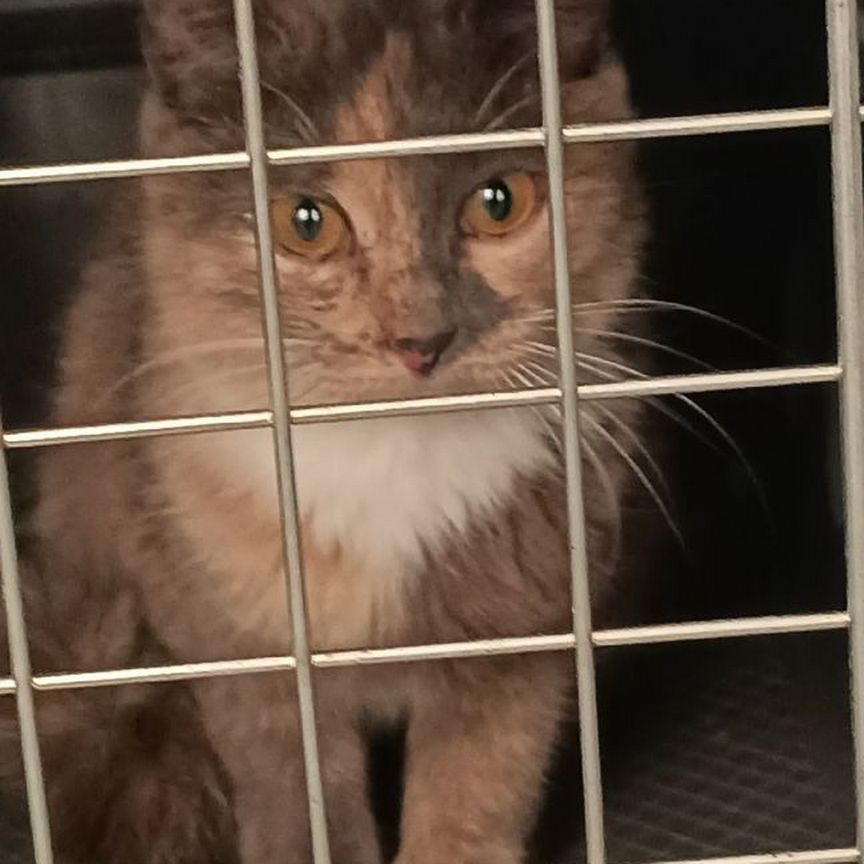 Очень нужен дом