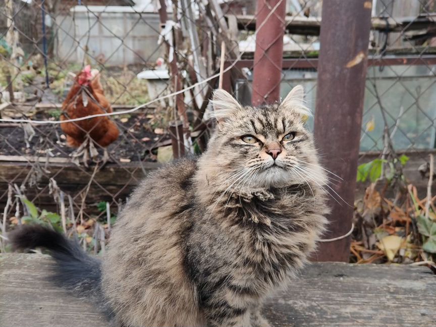 Котик