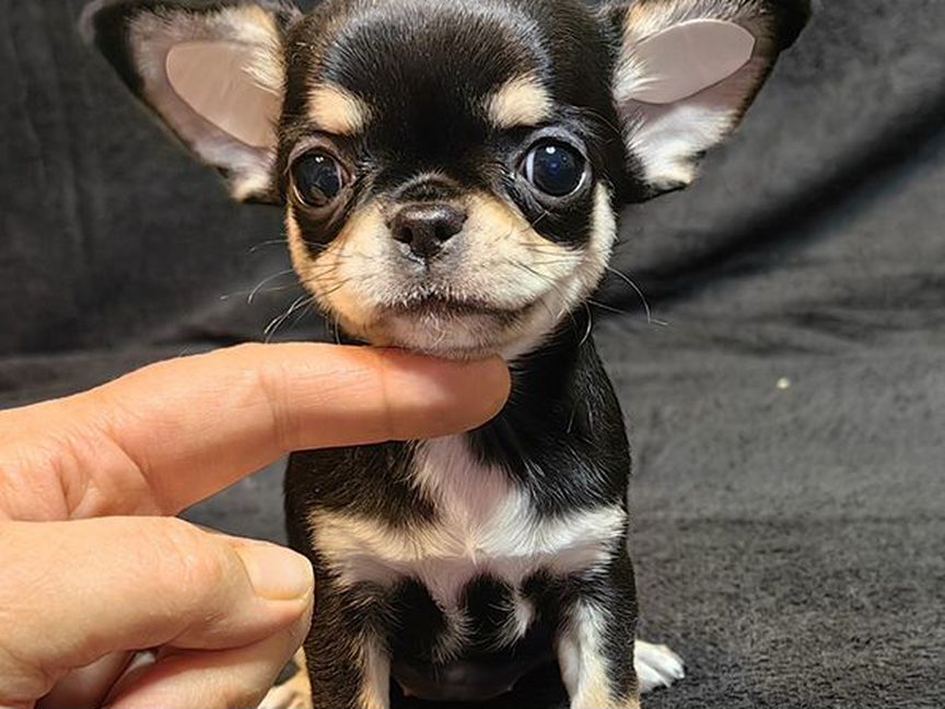 Девочка Чихуахуа