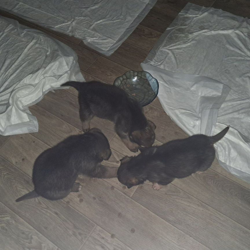 Щенки в дом