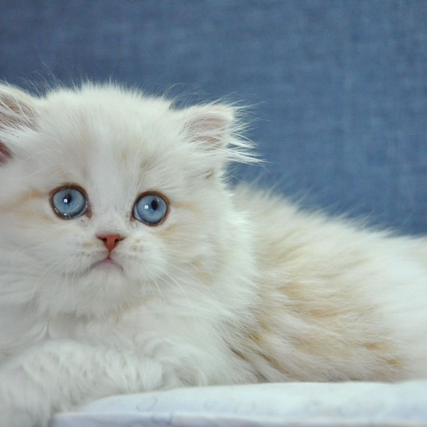 Шикарный Шотландский котенок