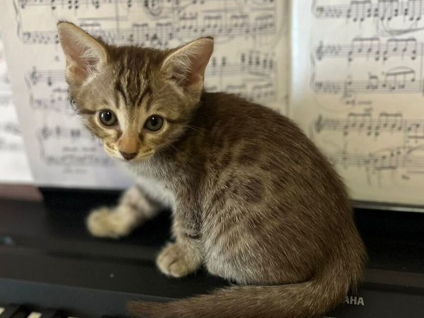 Котёнок Серенгети (метис)