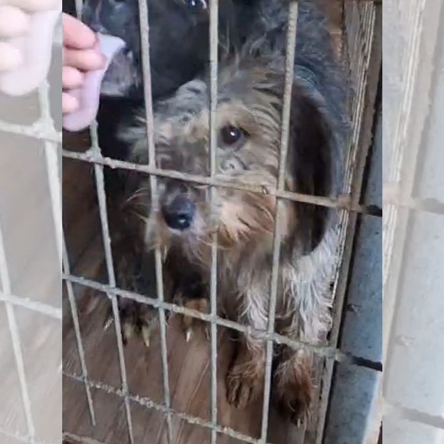 Взрослая собака в добрые руки