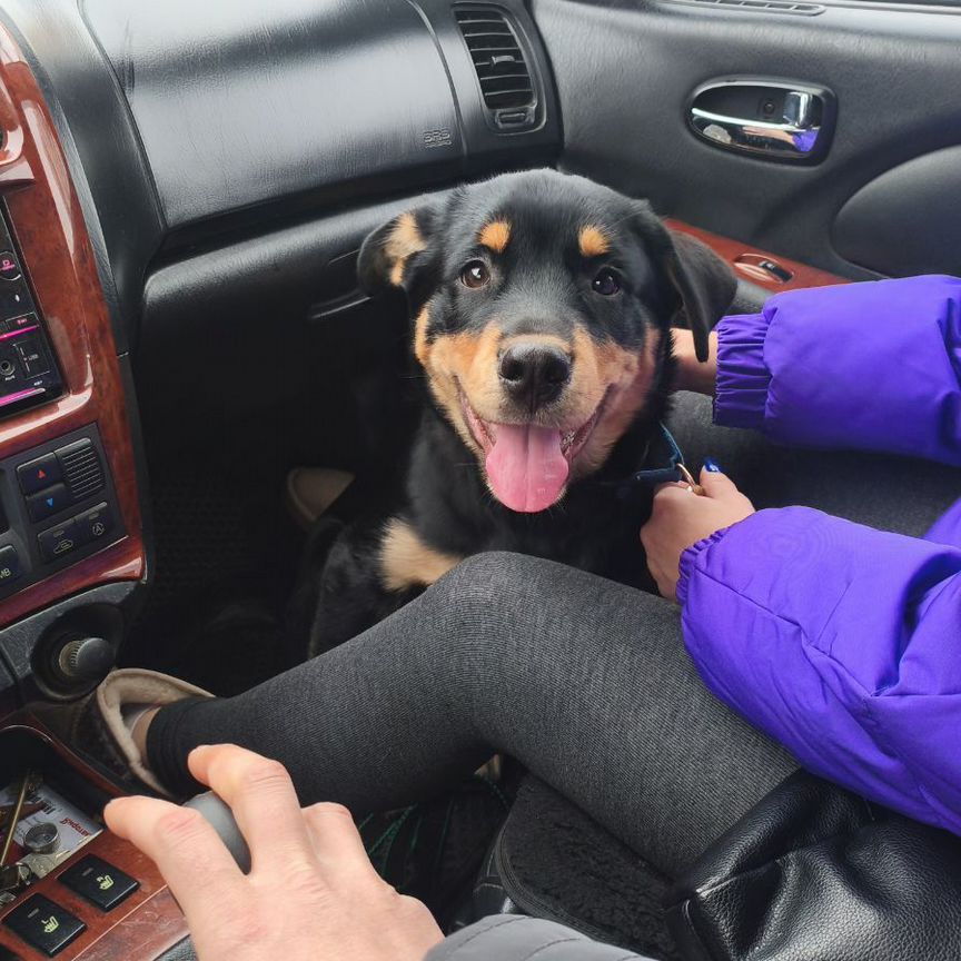 Ротвейлер, щенок