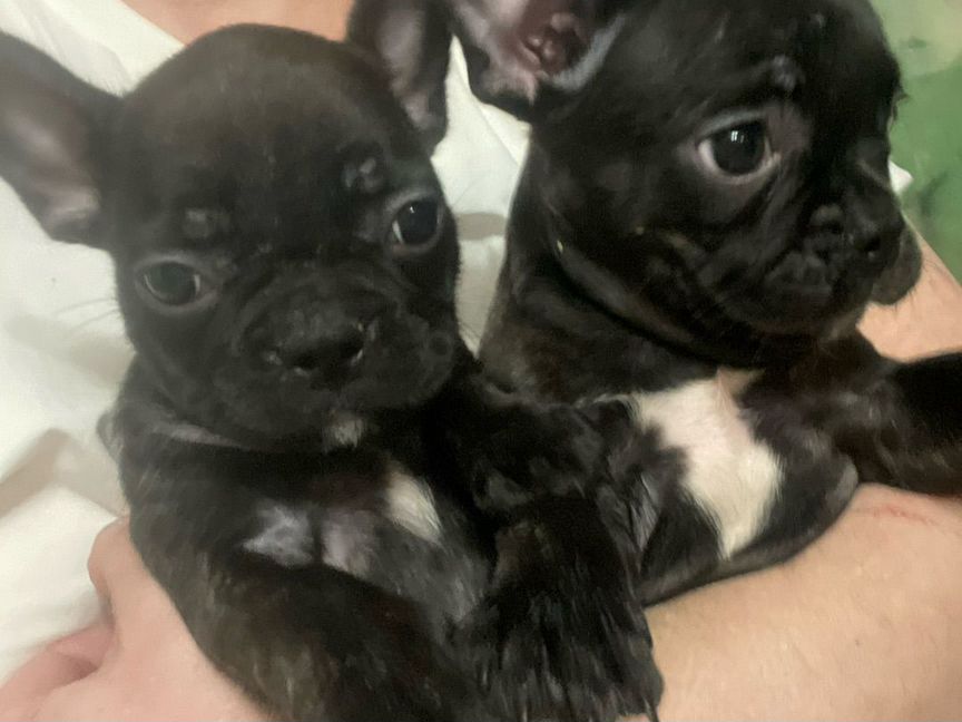 Французский бульдог девочки