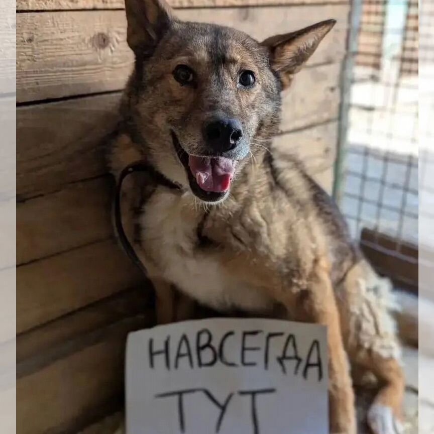 Взрослая собака в добрые руки