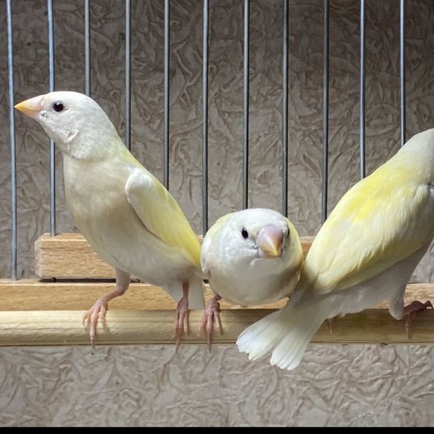 Птенцы амадина гульда