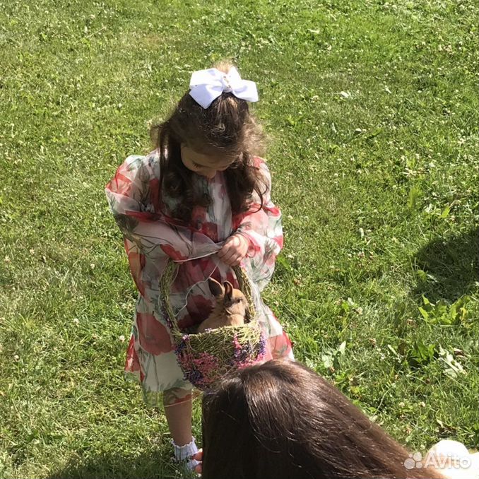 Ручной нежный крольчонок