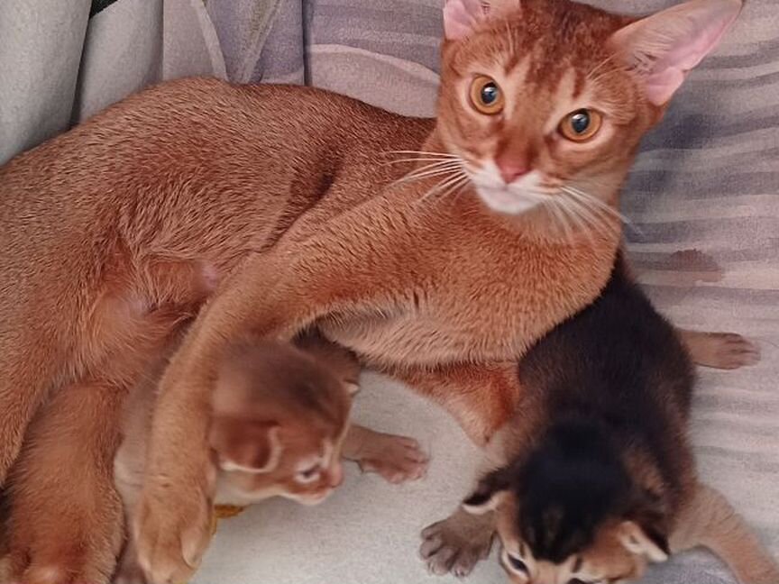 Абиссинские котята
