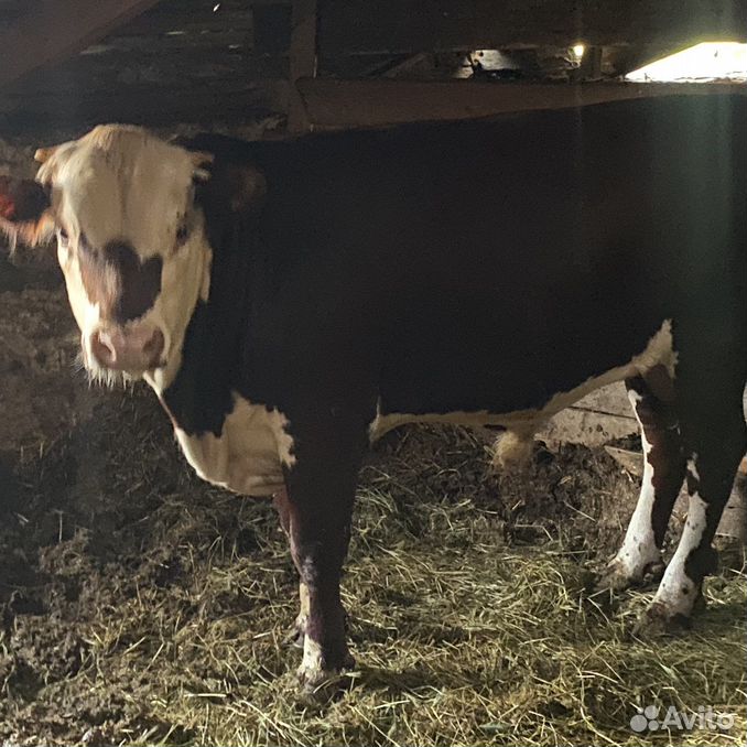 Бычки телки