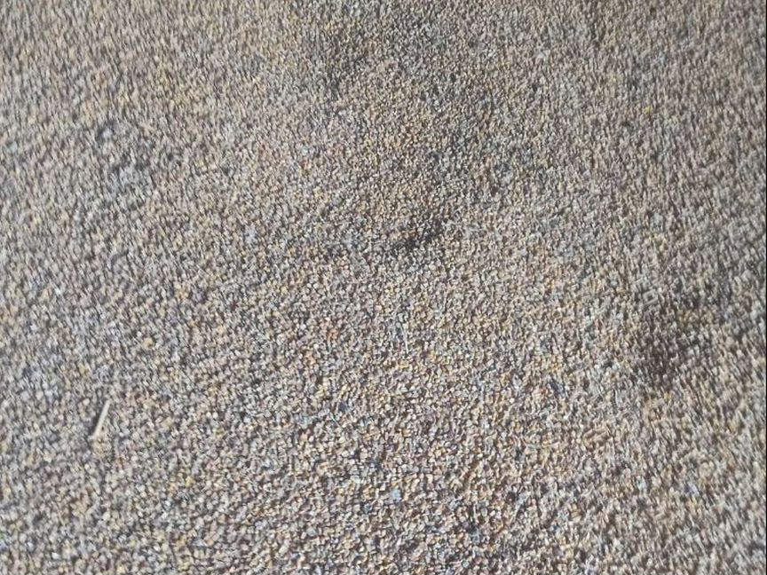 Семечко, Ячмень яровой корма