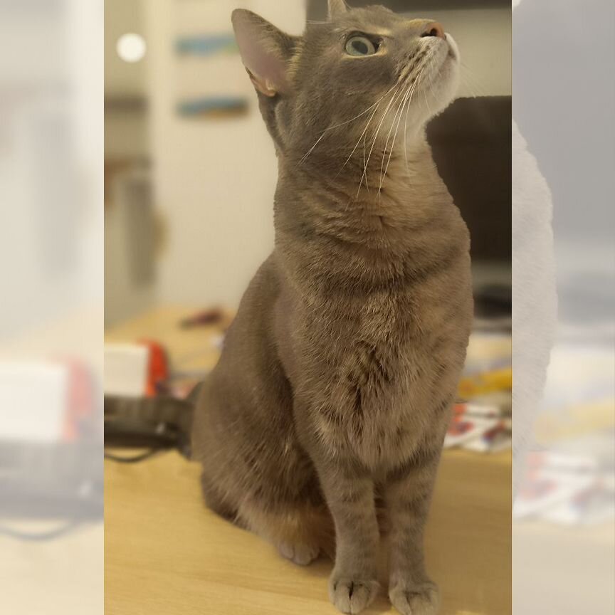 Взрослый кот в добрые руки