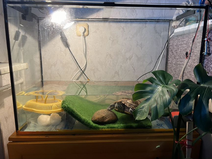 Аквариум с красноухой черепахой