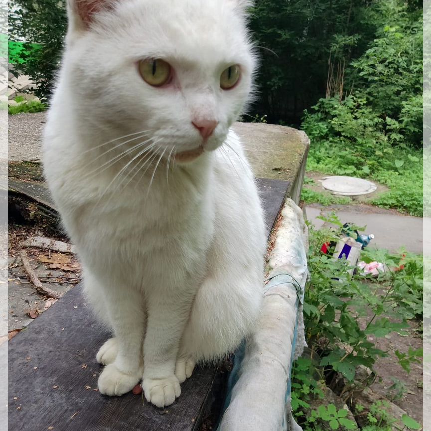 Кот