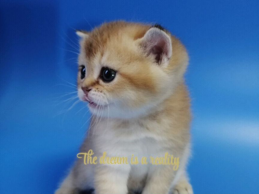 Шотландские котята Золотая Шиншилла