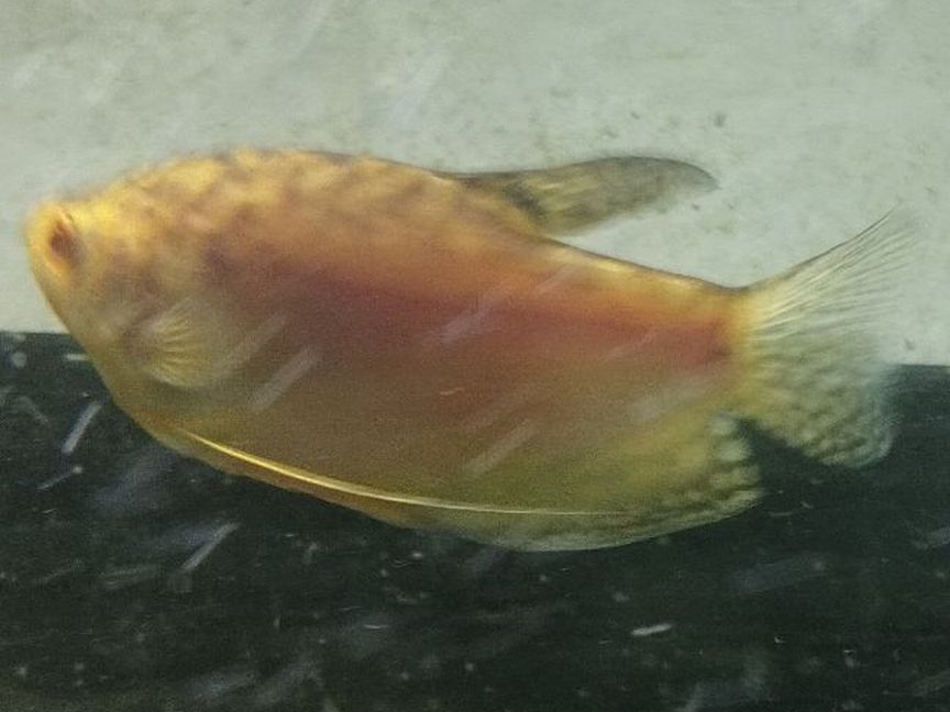 Золотой гурами (самец)