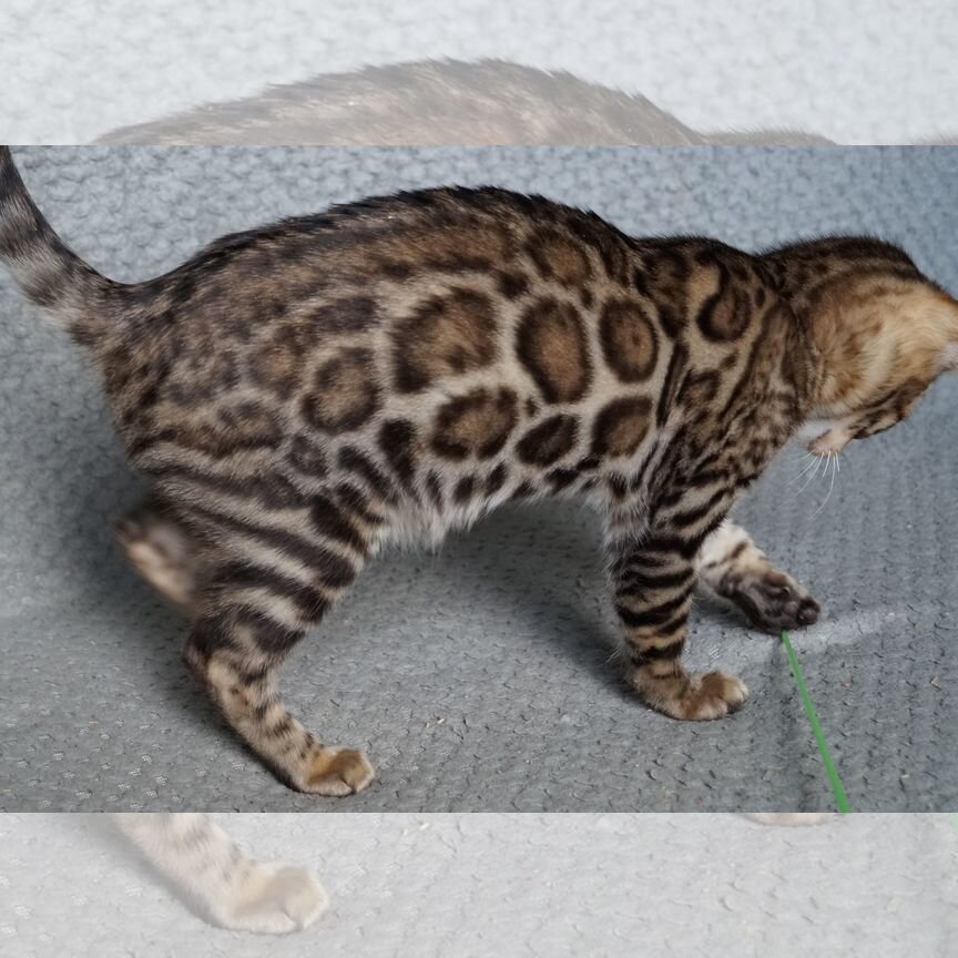 Элитные бенгальские котята и кошки