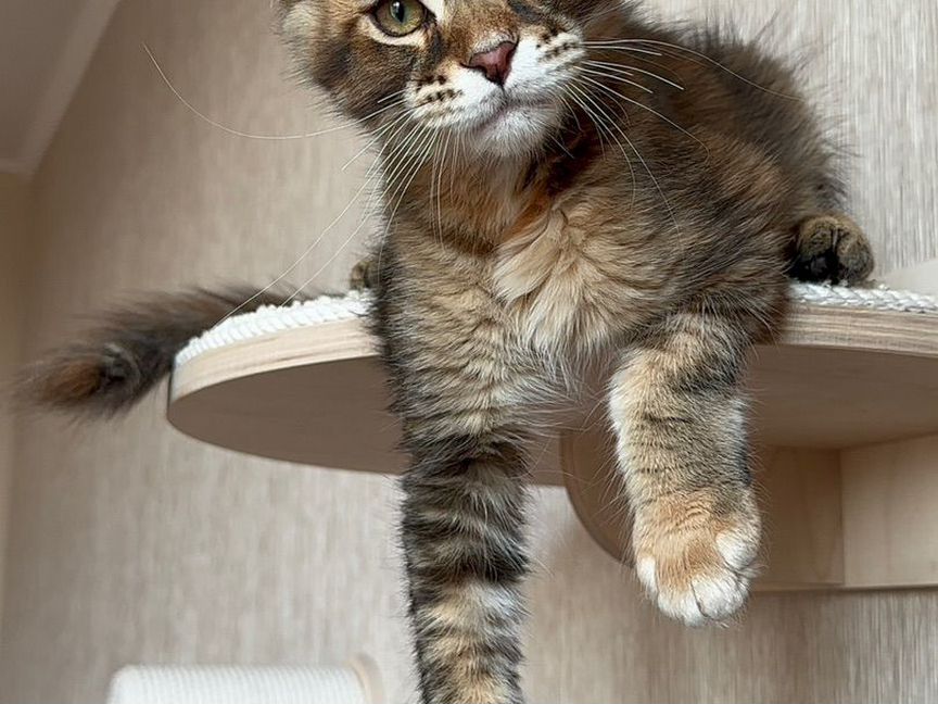 Мейн-кун девочка