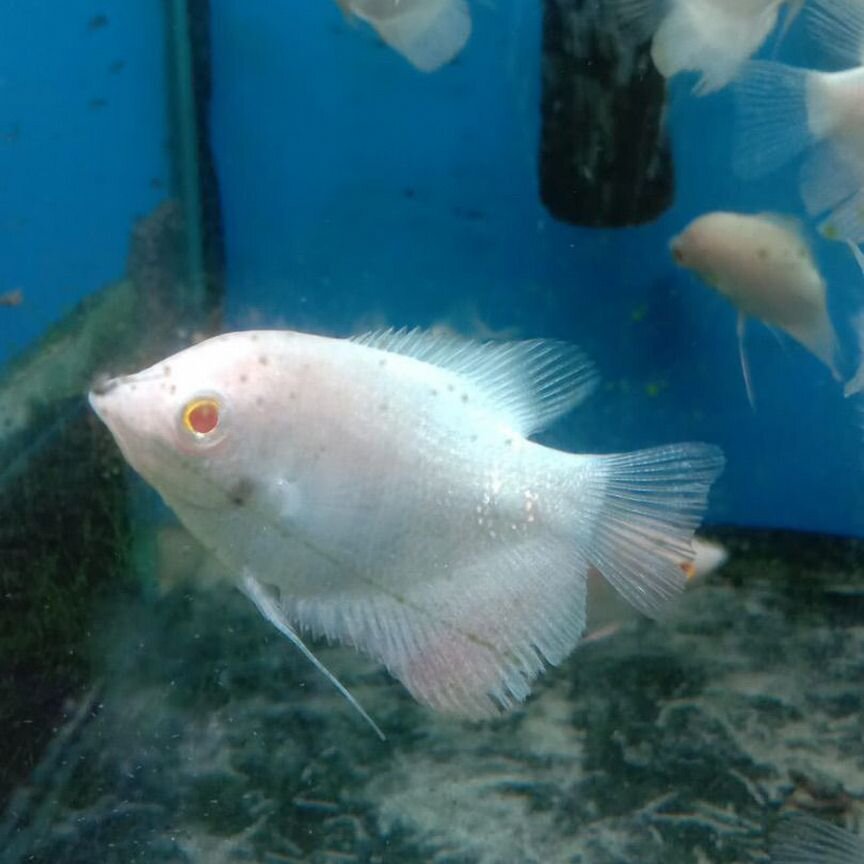 Гурами гигантский