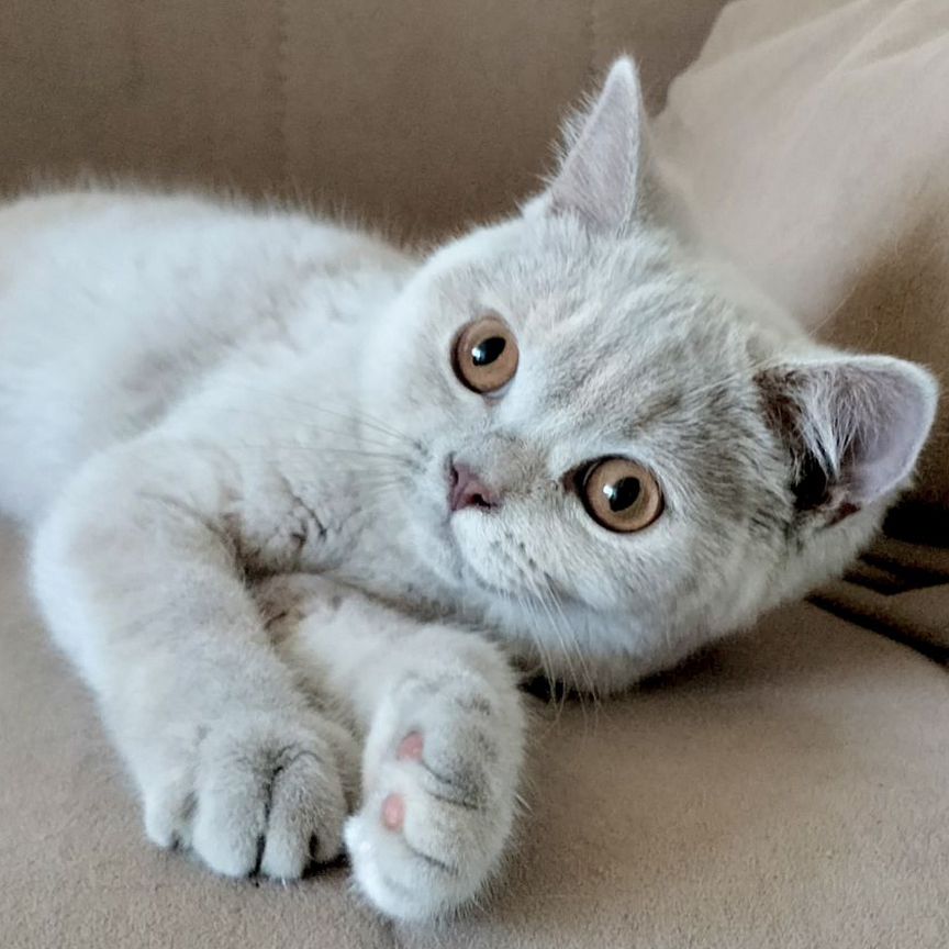 Британские котята из питомника