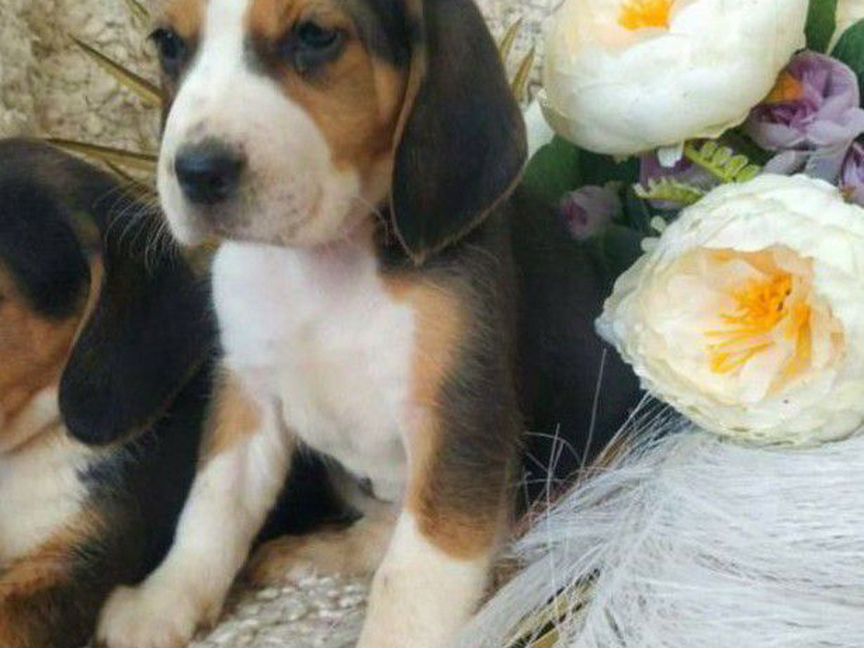 Бигль щенки