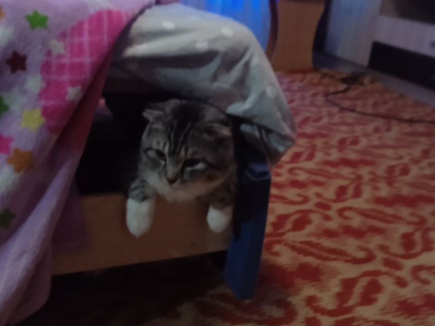 Продам котика