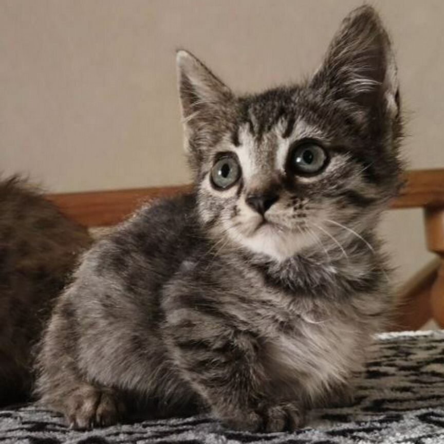 Манчкин котёнок