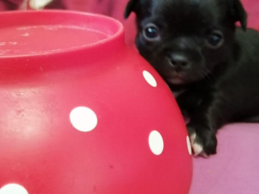 Щенки чихуахуа