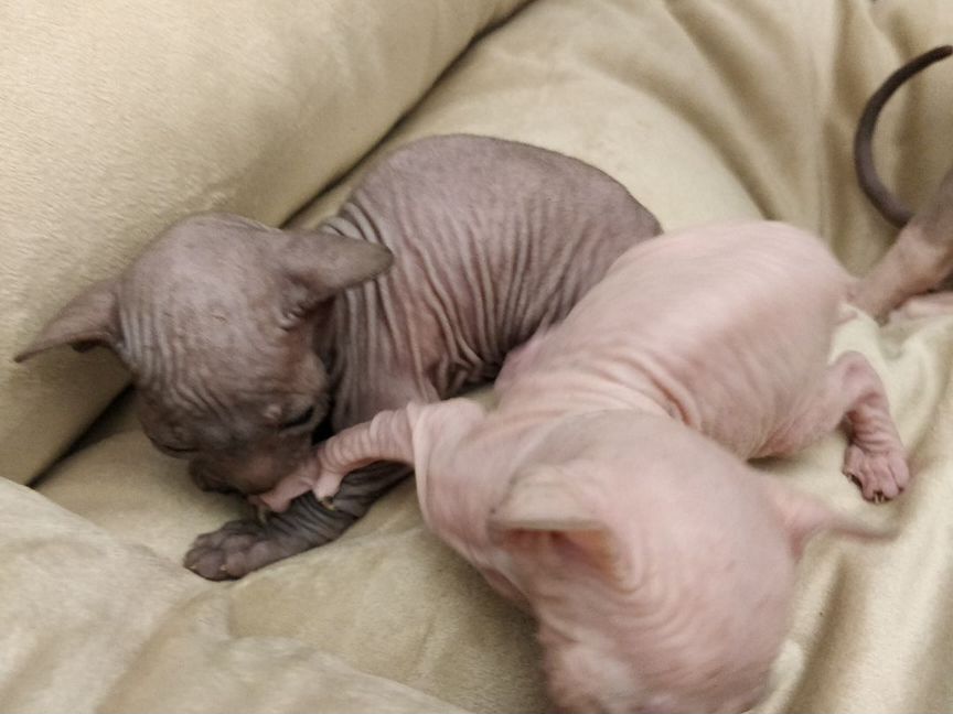 Канадский сфинкс