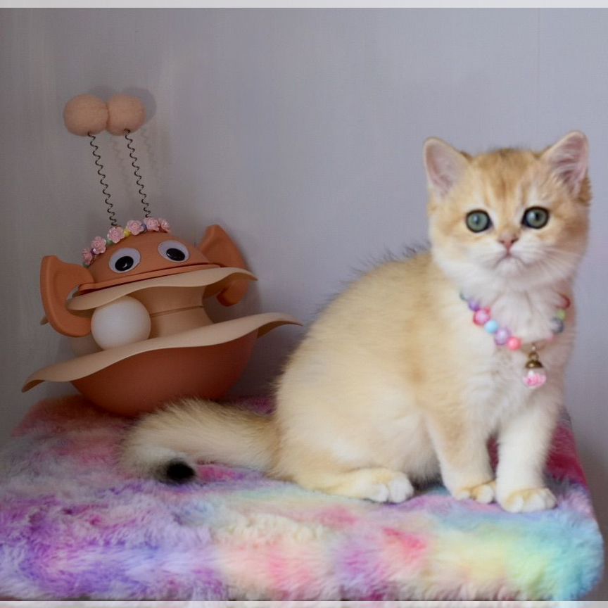 Британский короткошёрстный котёнок