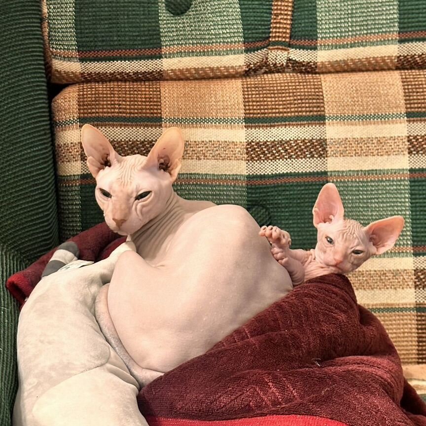 Котята сфинкса
