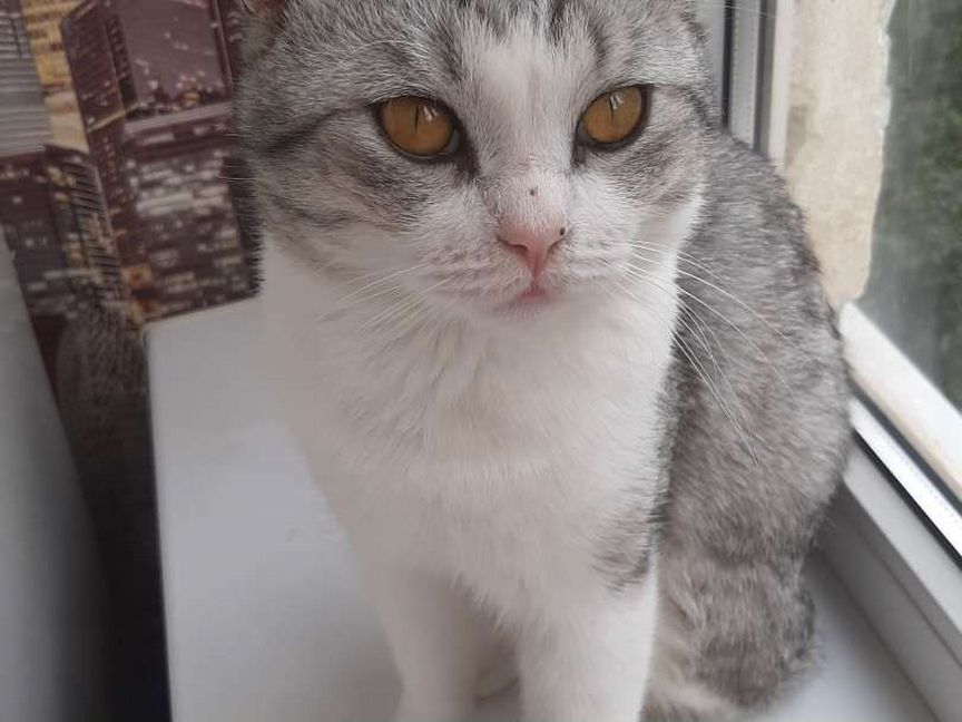 Отдам в хорошие руки котика